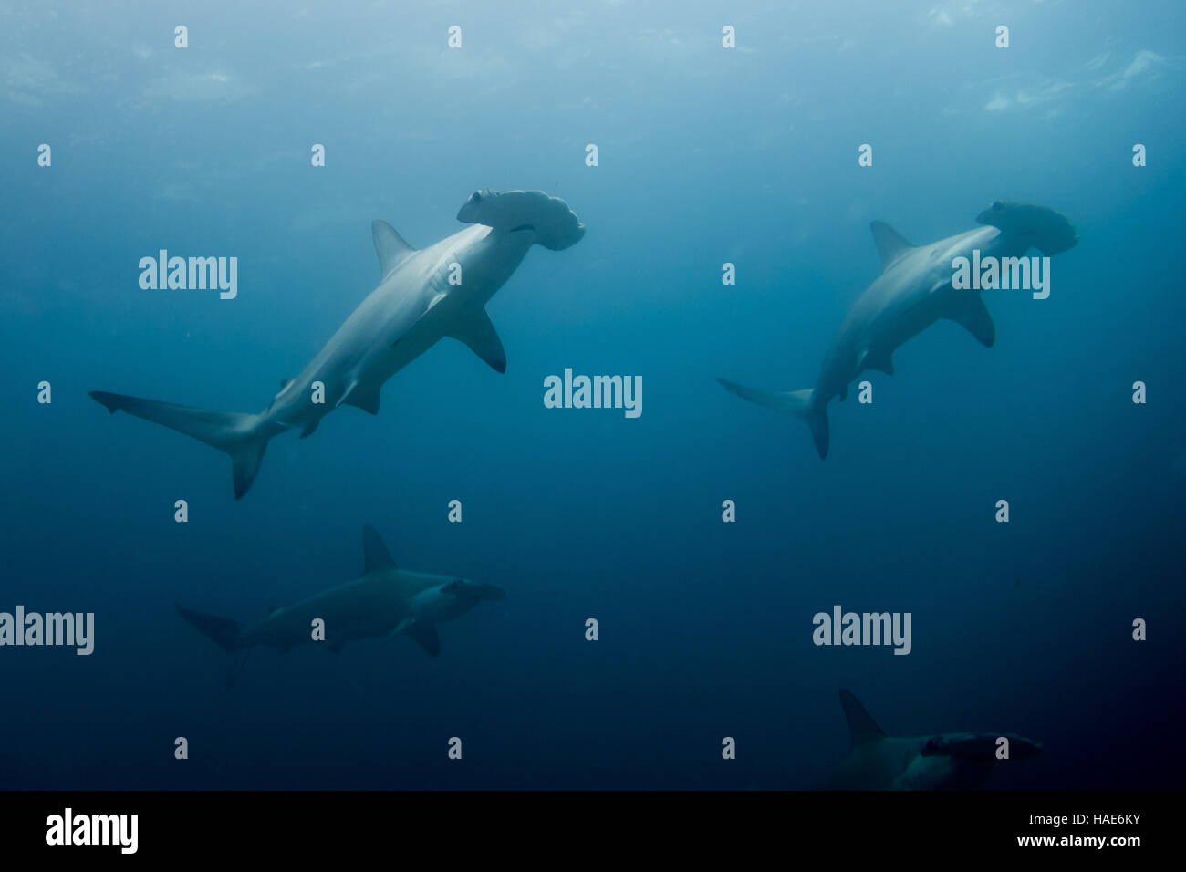 School of hammerhead sharks Stock Photo - Alamy