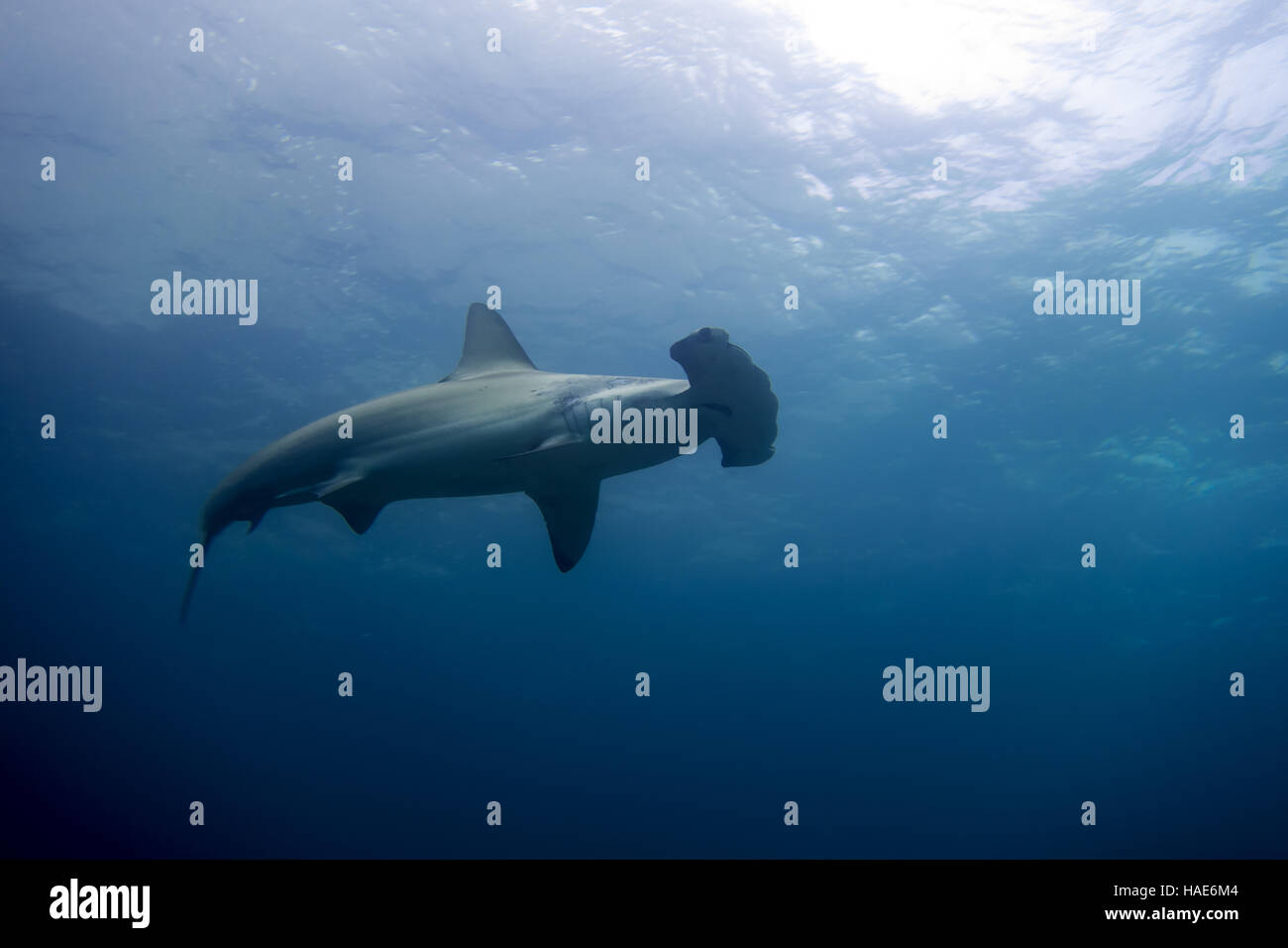 Hammerhead shark malpelo island Stock Photo - Alamy