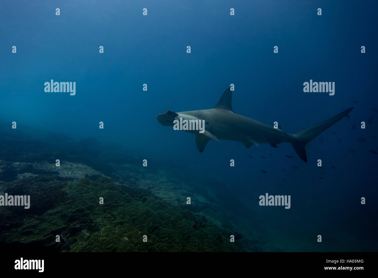 Hammerhead shark malpelo island Stock Photo - Alamy
