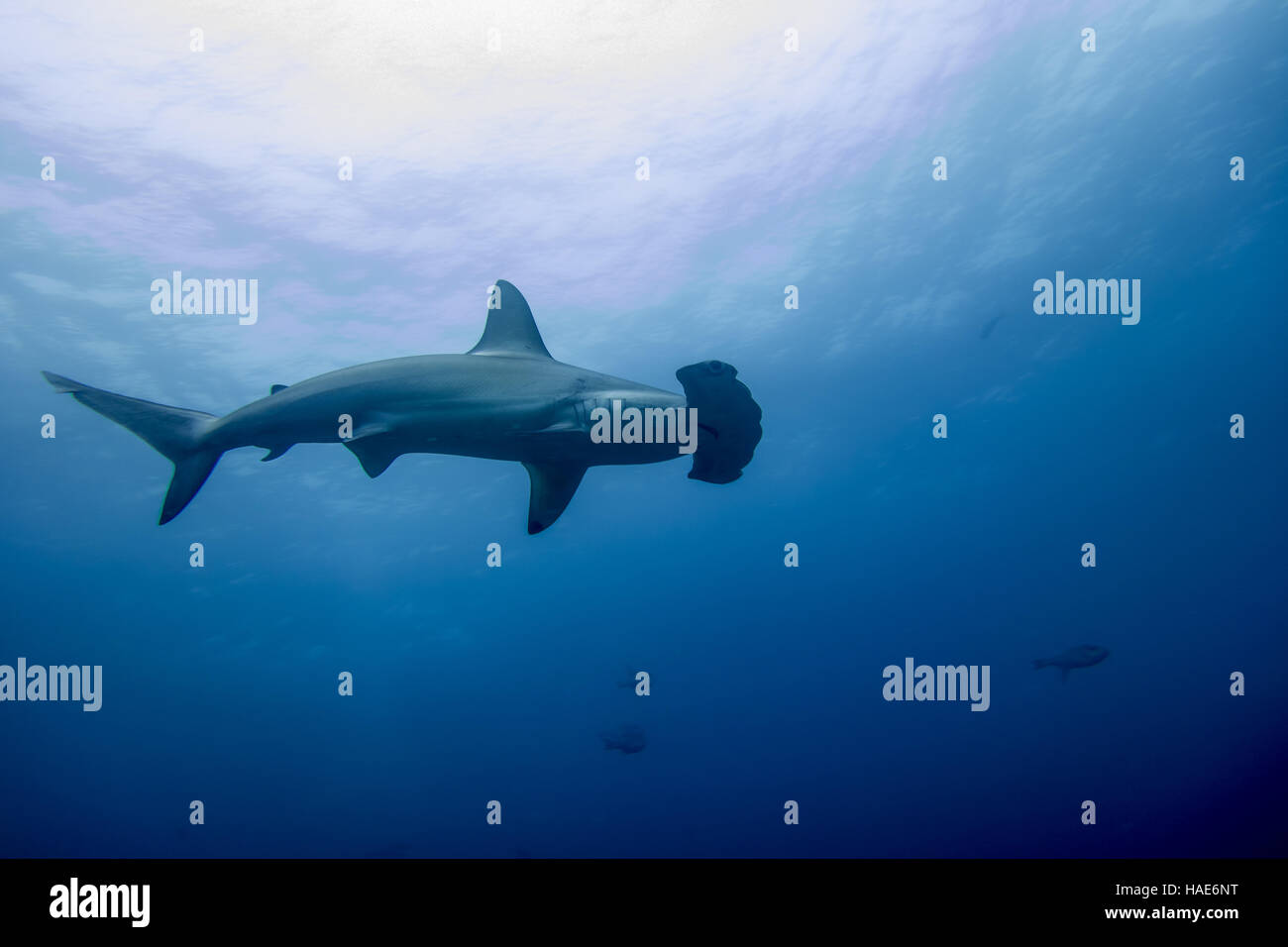 Hammerhead sharks mating hi-res stock photography and images - Alamy