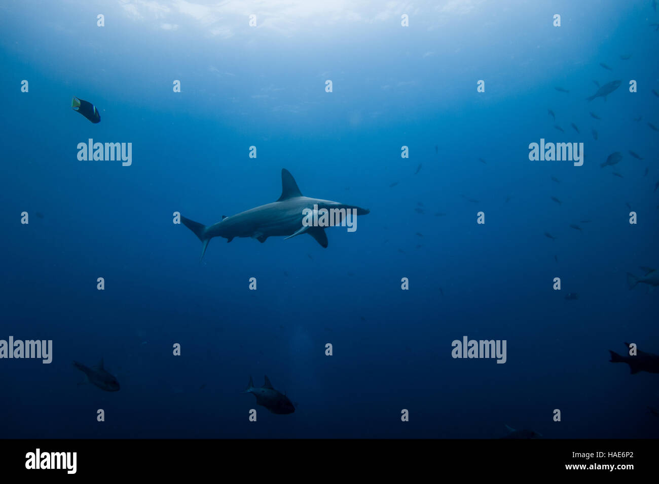 Hammerhead shark malpelo island Stock Photo - Alamy