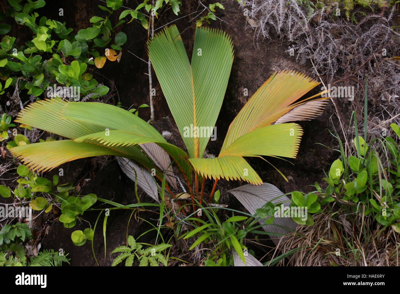 Endemic palm tree in the forest on Mount Morne. rainforest of Morne ...