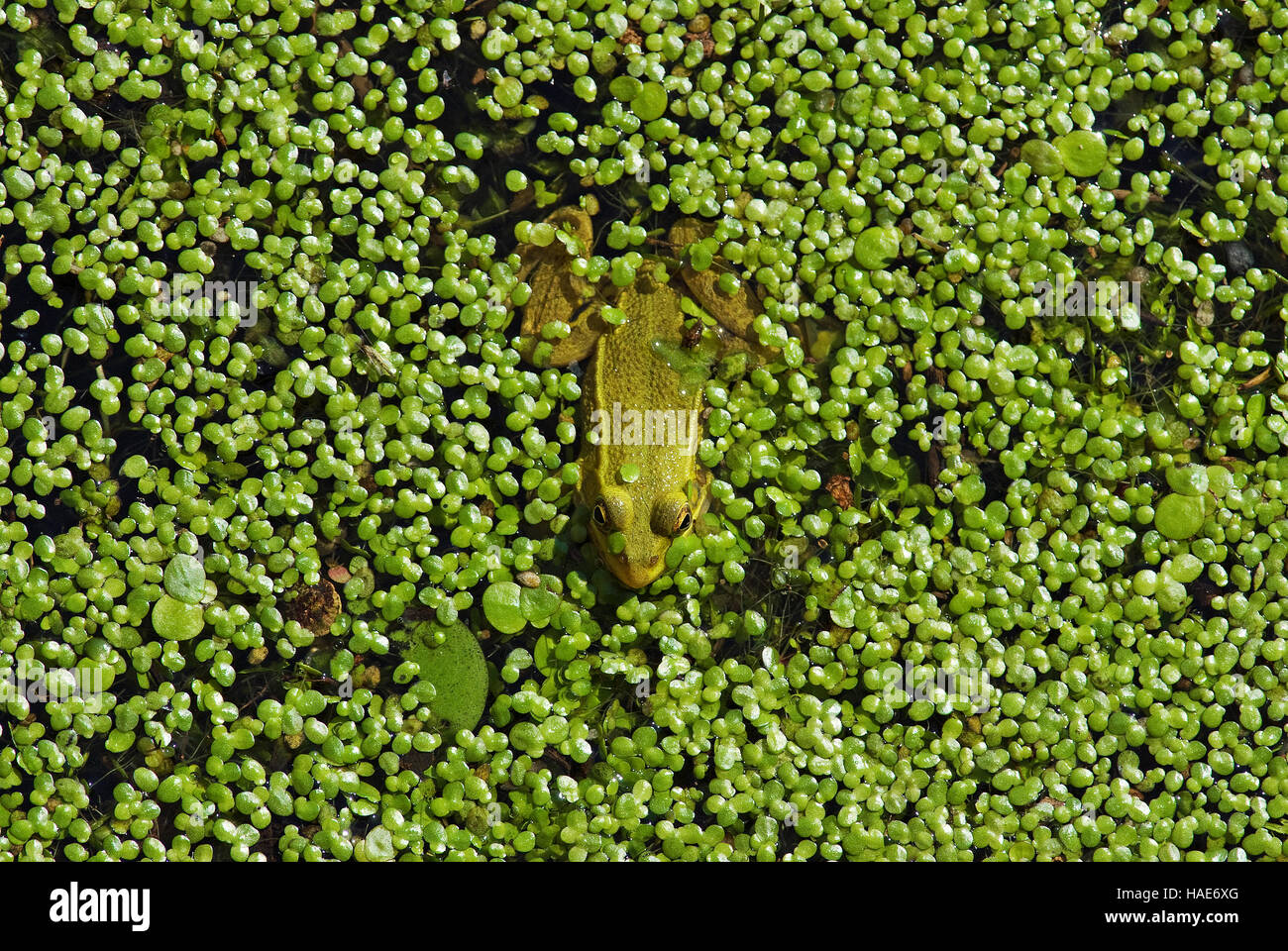 Green frog floating among duckweed, edible frog (Rana esculenta ...