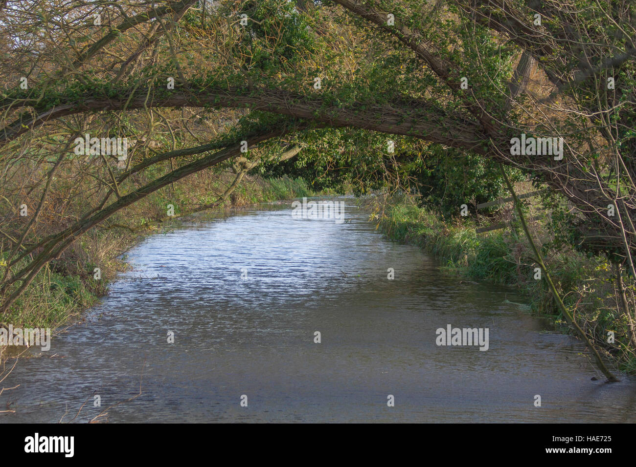 Trees, bending over river Stock Photo - Alamy