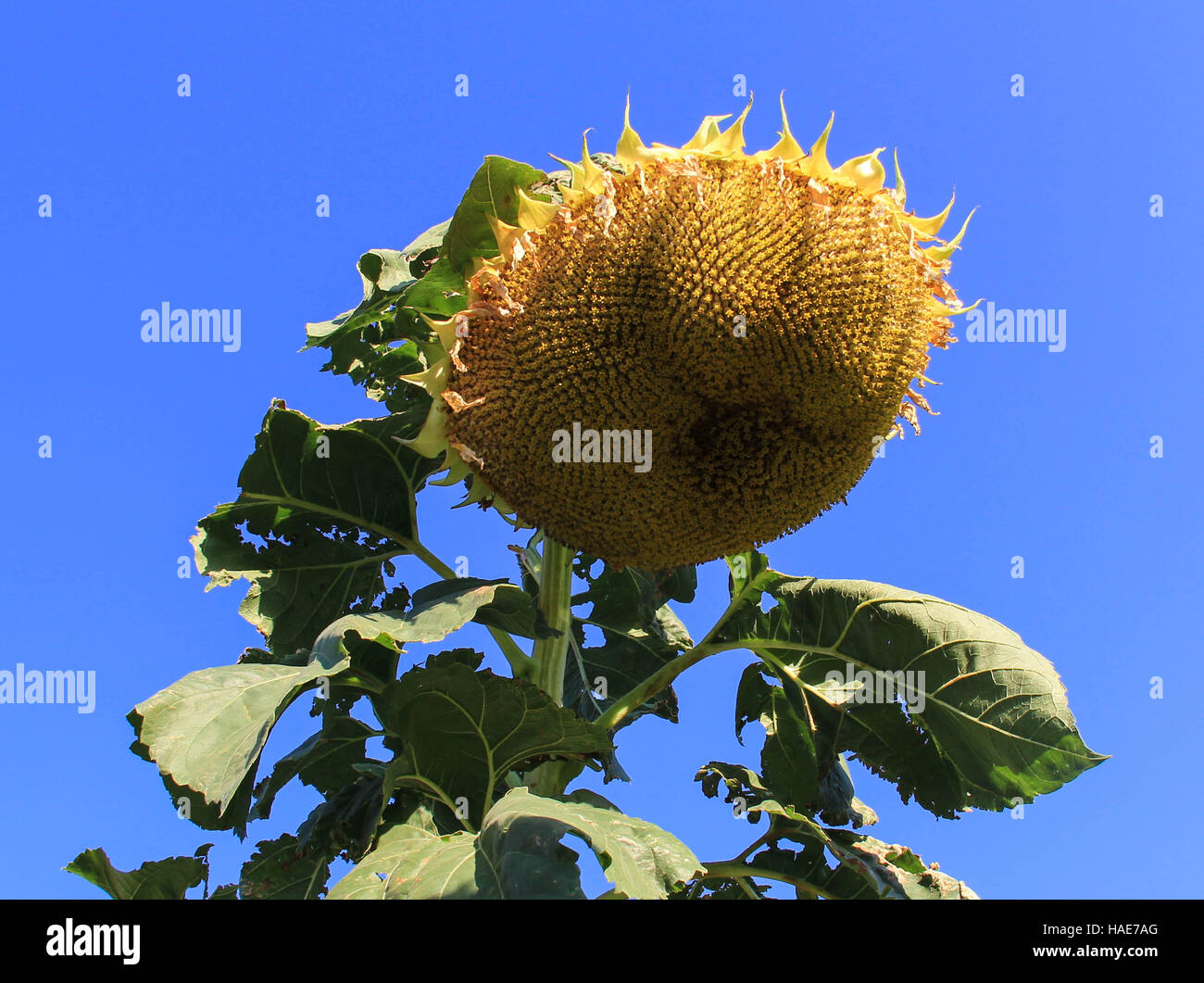 Giant Titan Sunflower in the field before fall harvest, North Ogden ...