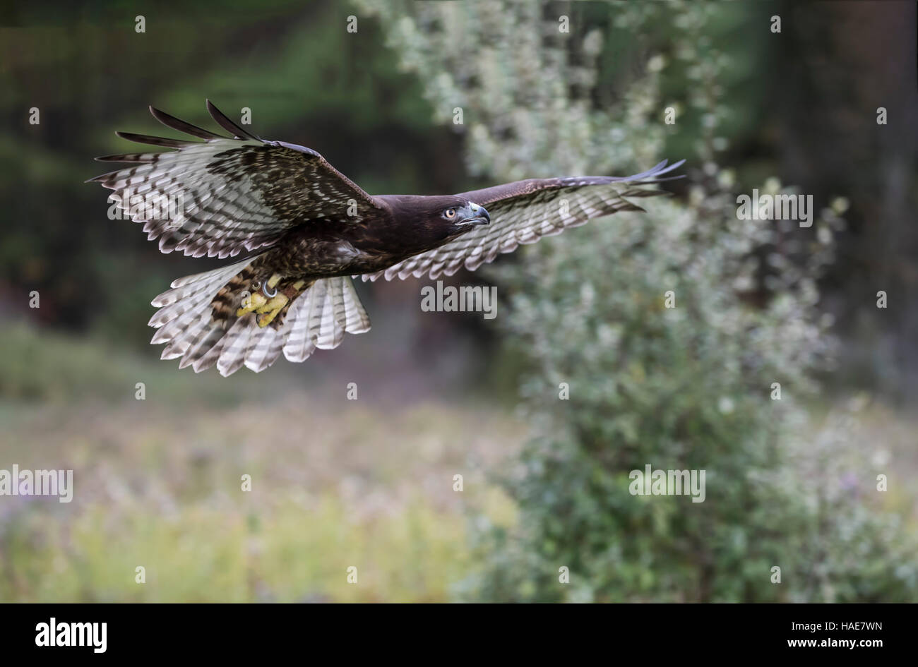 Harlan's Red Tailed hawk in flight Stock Photo - Alamy