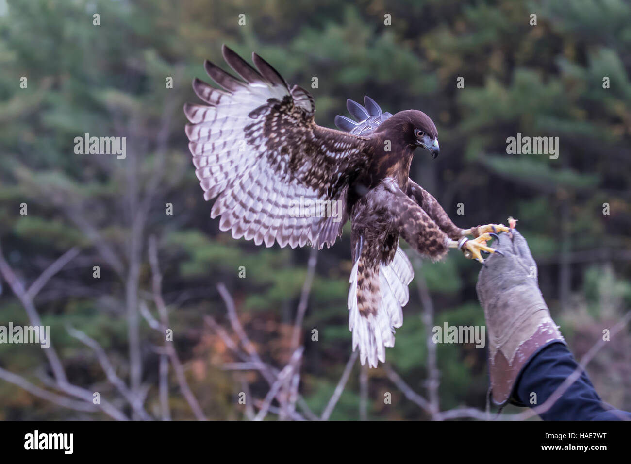 Harlan's Red Tailed hawk in flight Stock Photo - Alamy Harlan's Red Tailed hawk in flight Stock Photo - Alamy