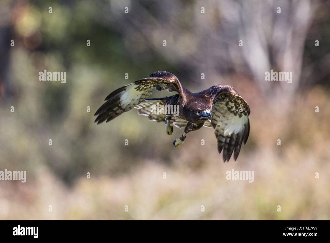 Harlan's Red Tailed hawk in flight Stock Photo - Alamy