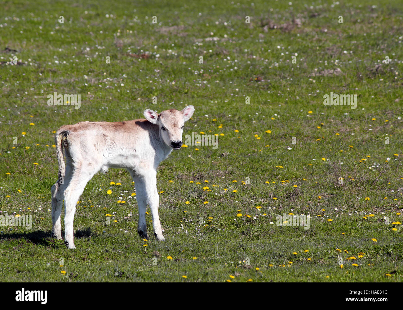cute newborn calf on pasture Stock Photo - Alamy