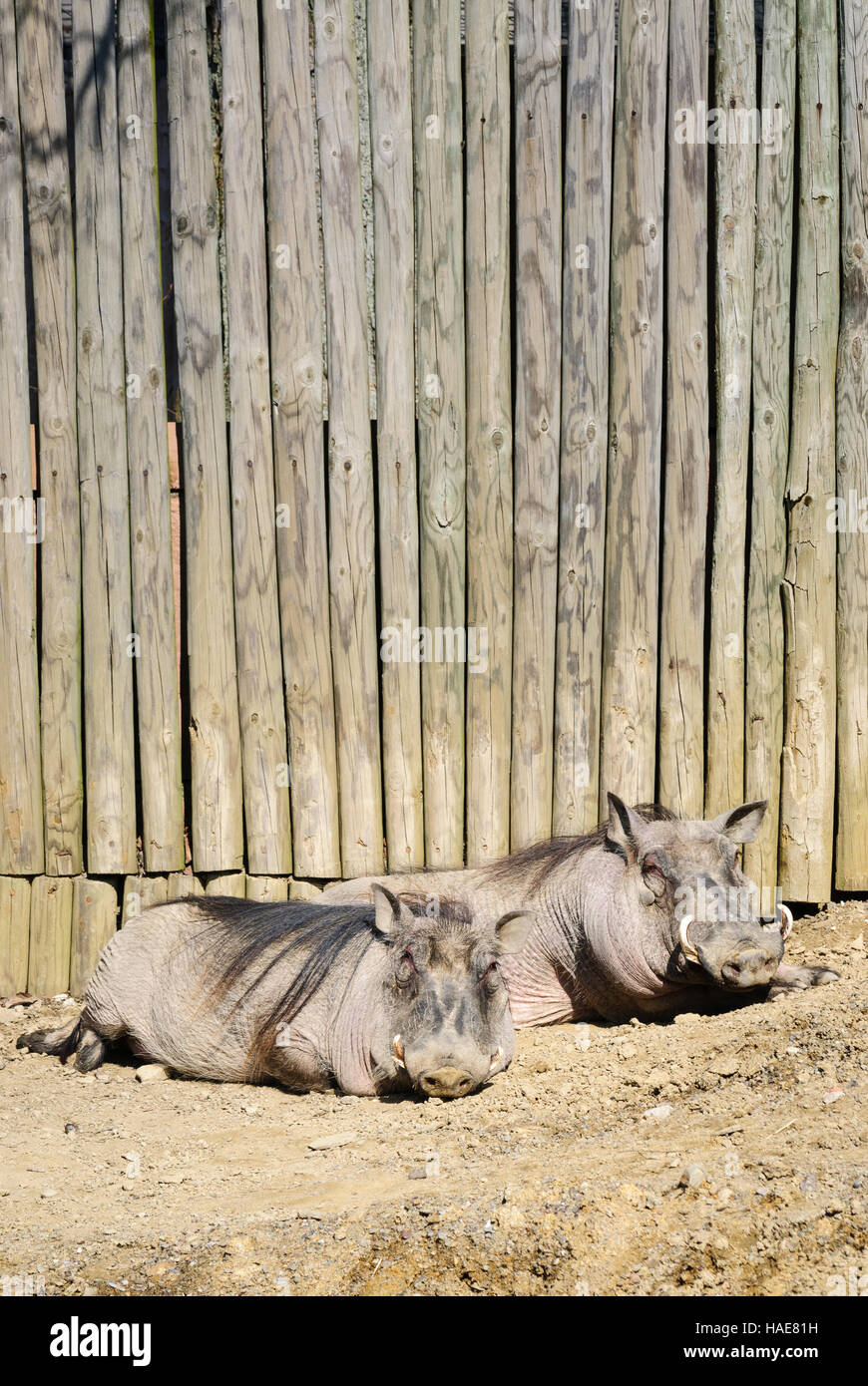 Erie zoological park hi-res stock photography and images - Alamy