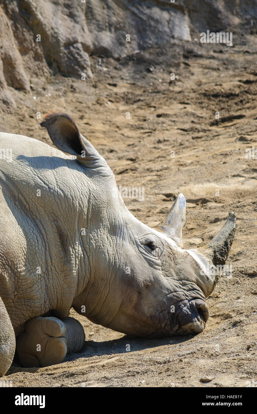 Erie zoo hi-res stock photography and images - Alamy