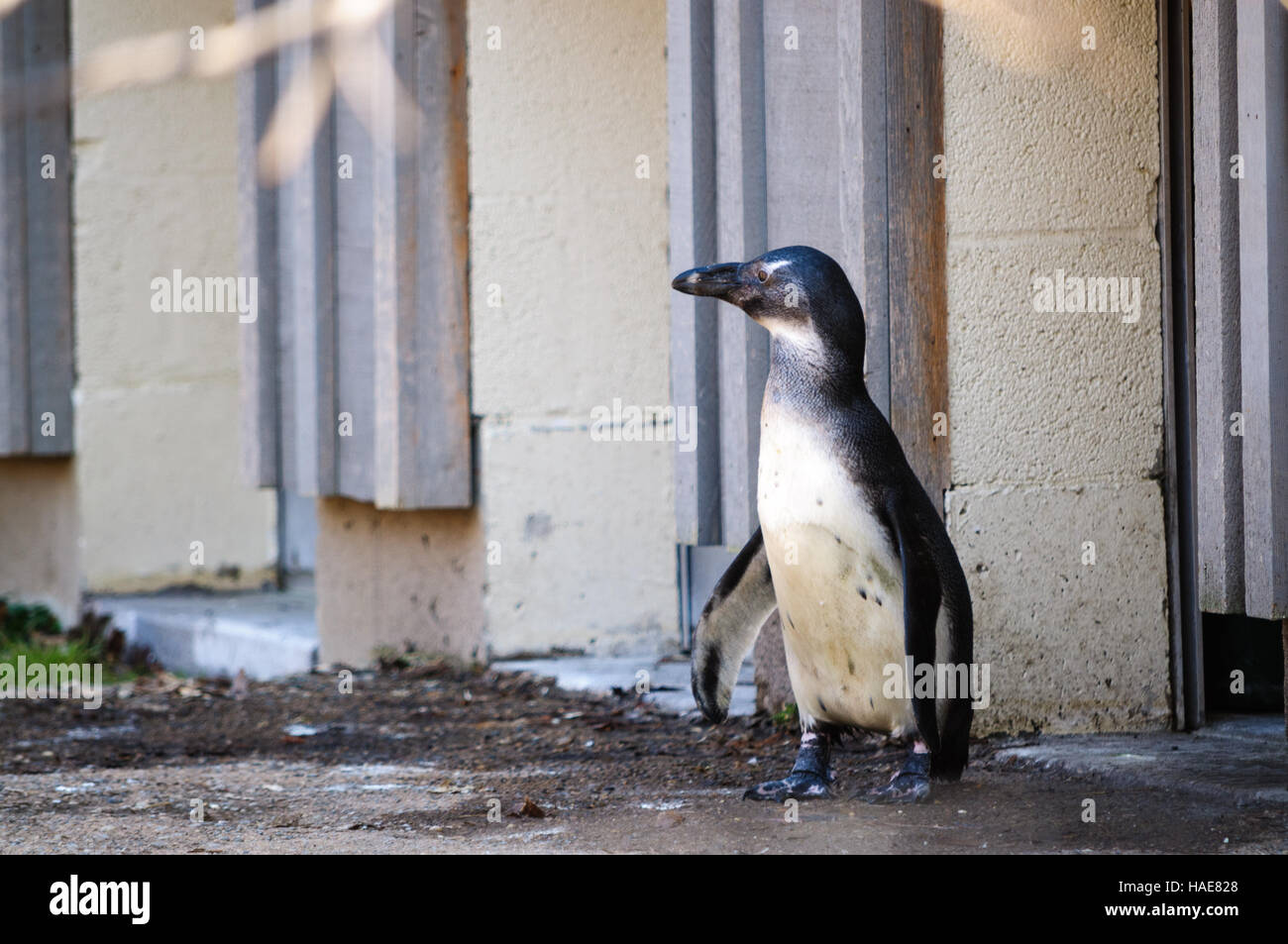 Erie zoological park hi-res stock photography and images - Alamy