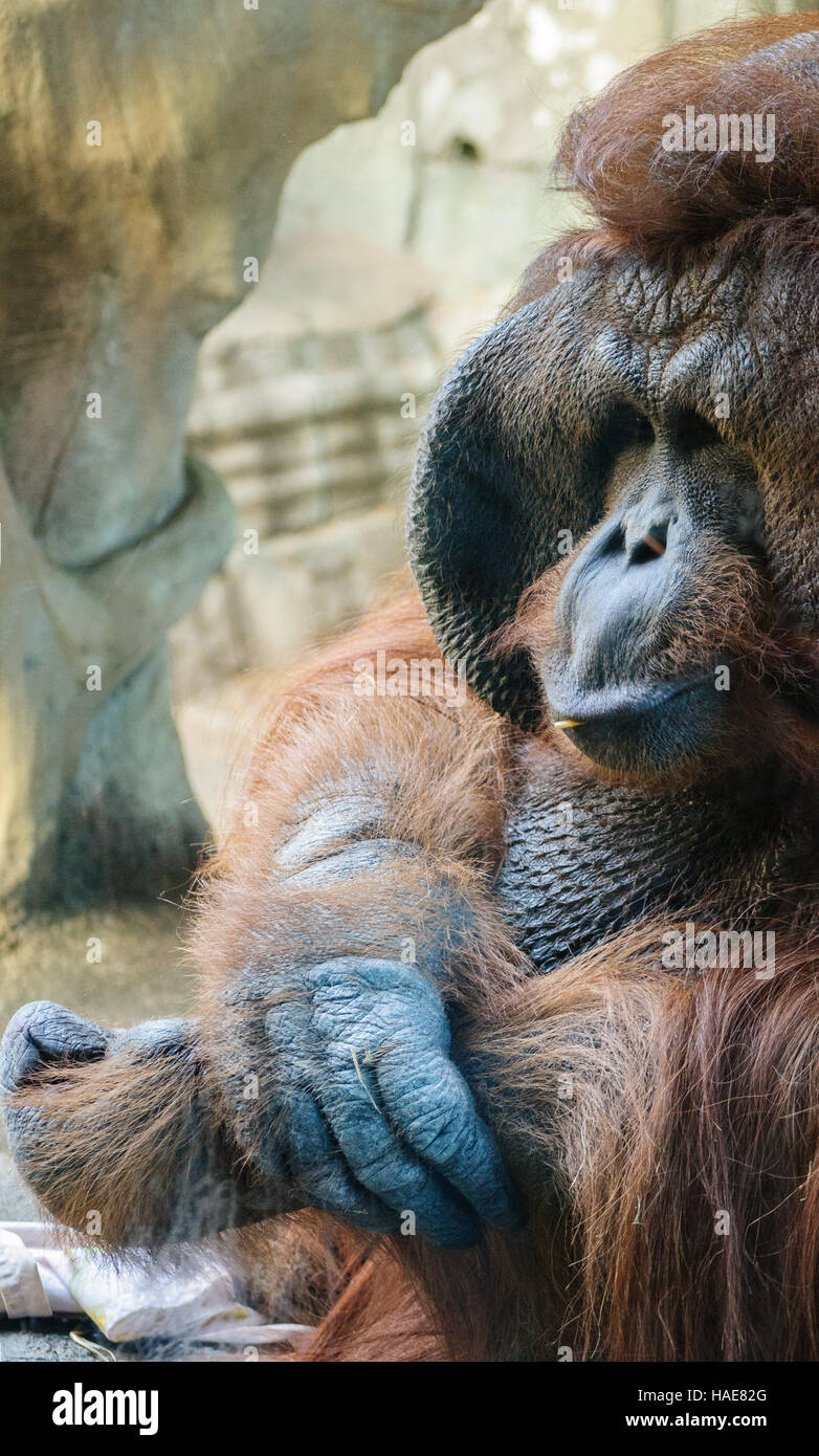 Erie zoological park hi-res stock photography and images - Alamy