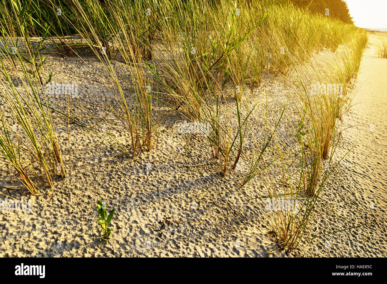 Grass european hi-res stock photography and images - Alamy