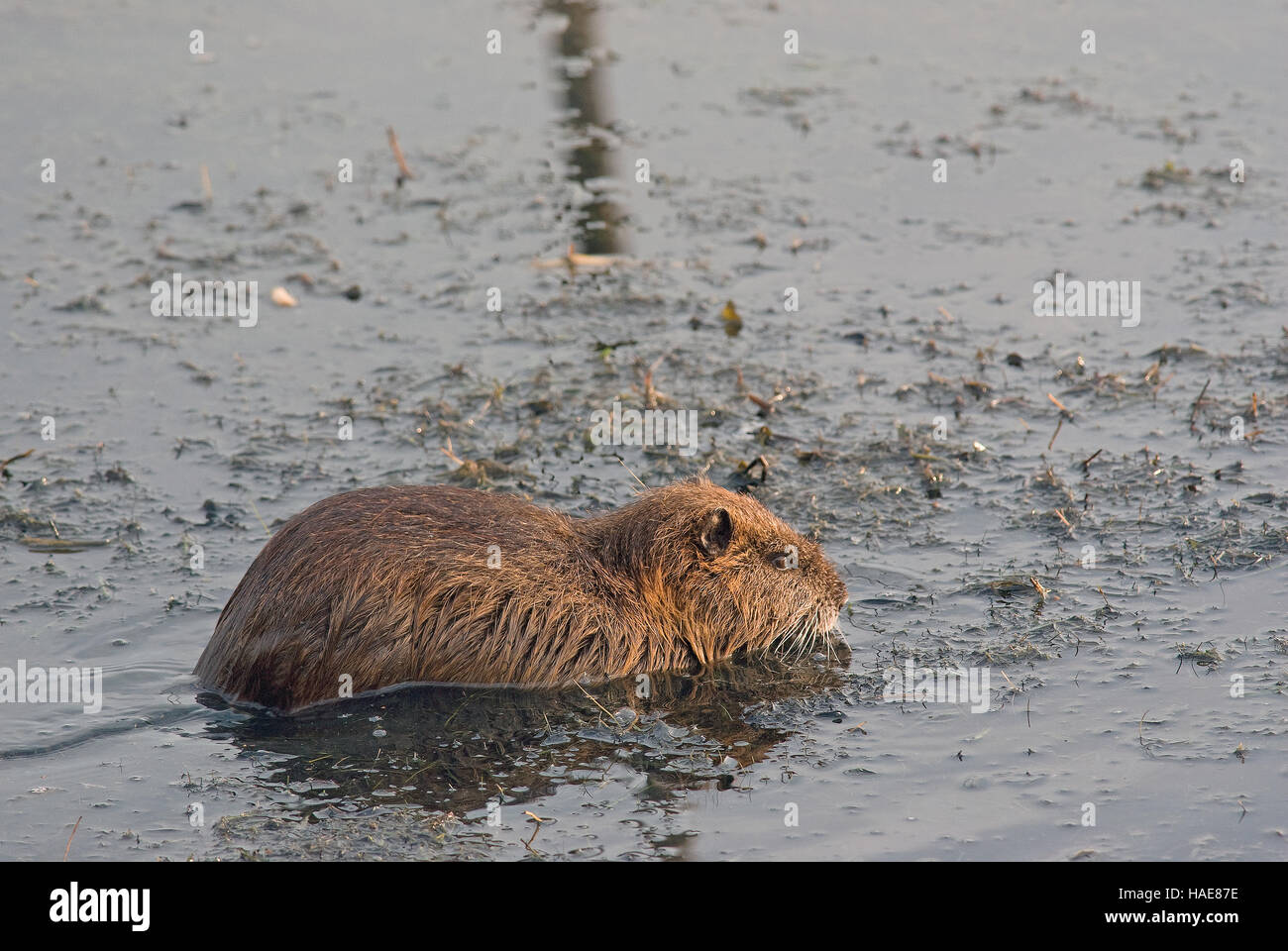 Nutria, coypu, river rat (Myocastor coypus), Lake Trasimeno, Umbria ...