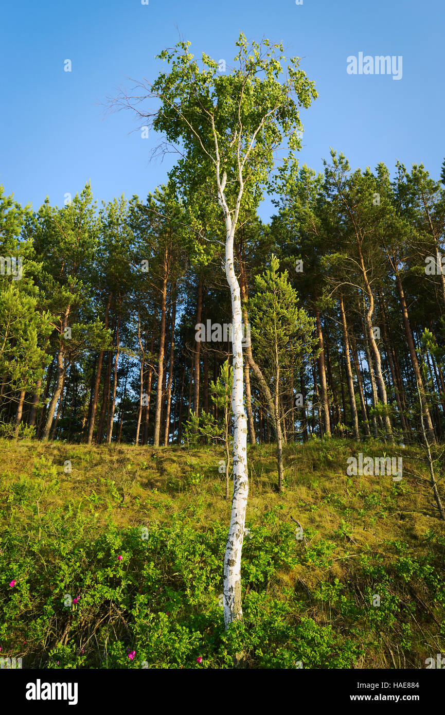 Birch pine forest hi-res stock photography and images - Alamy