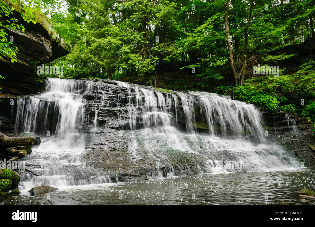 Springfield forest hi-res stock photography and images - Alamy