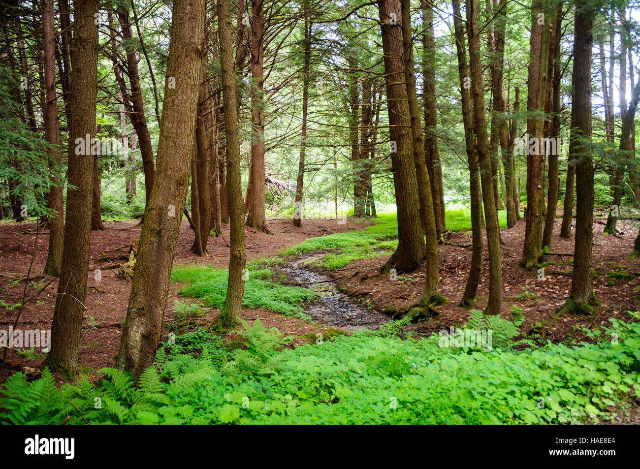 Chapman State Park Stock Photo - Alamy