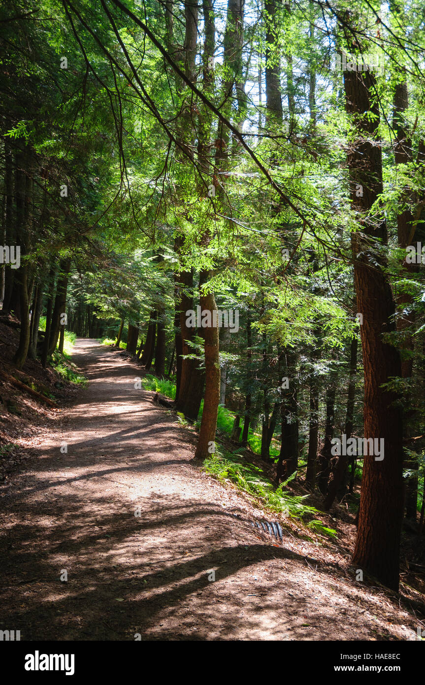 Cook Forest State Park Stock Photo - Alamy