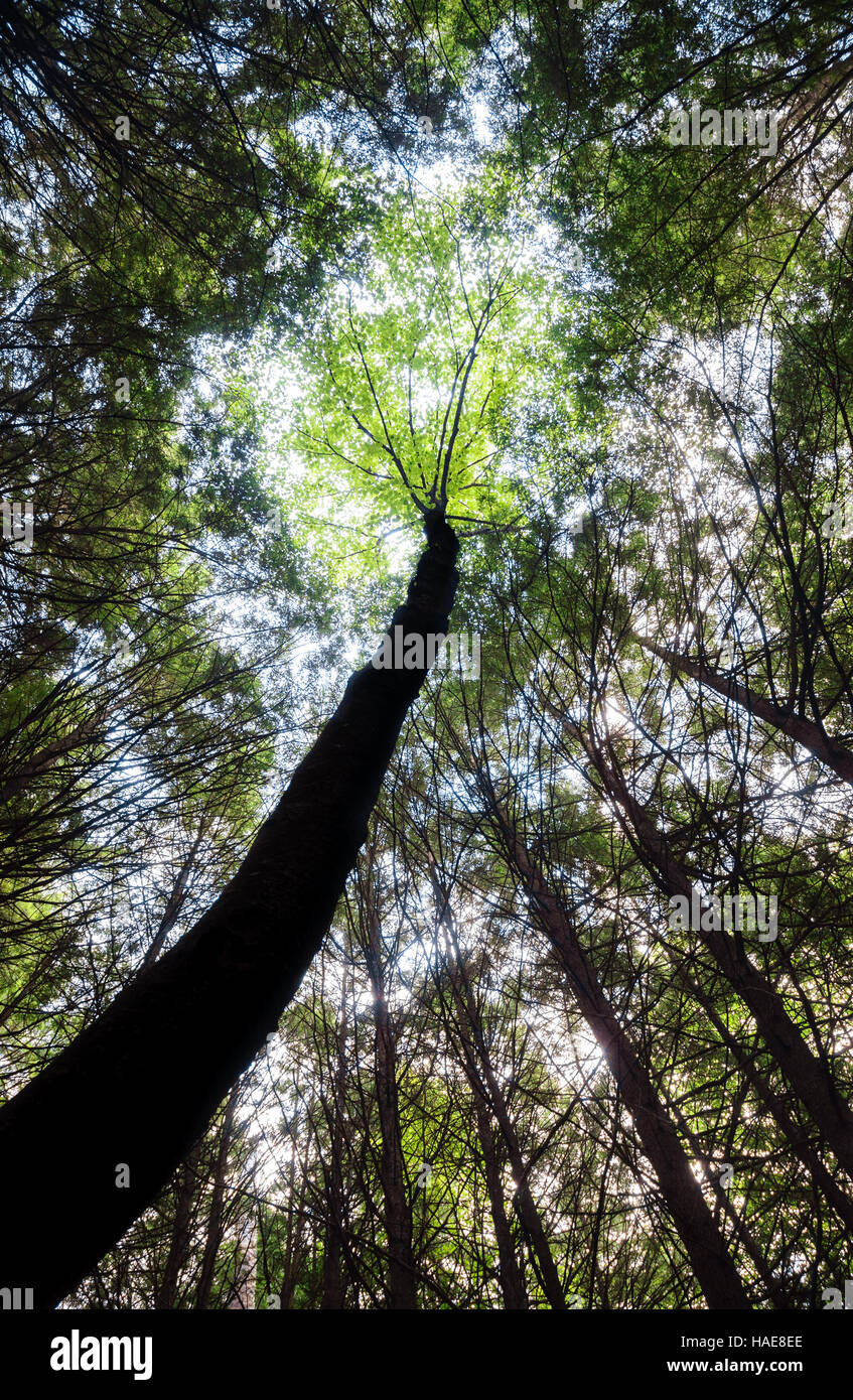 Cook Forest State Park Stock Photo - Alamy