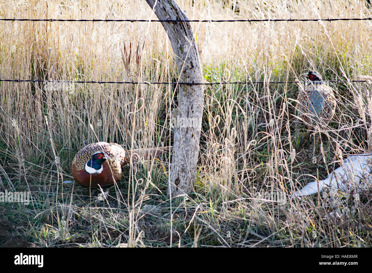 Pheasants in wild hi-res stock photography and images - Alamy