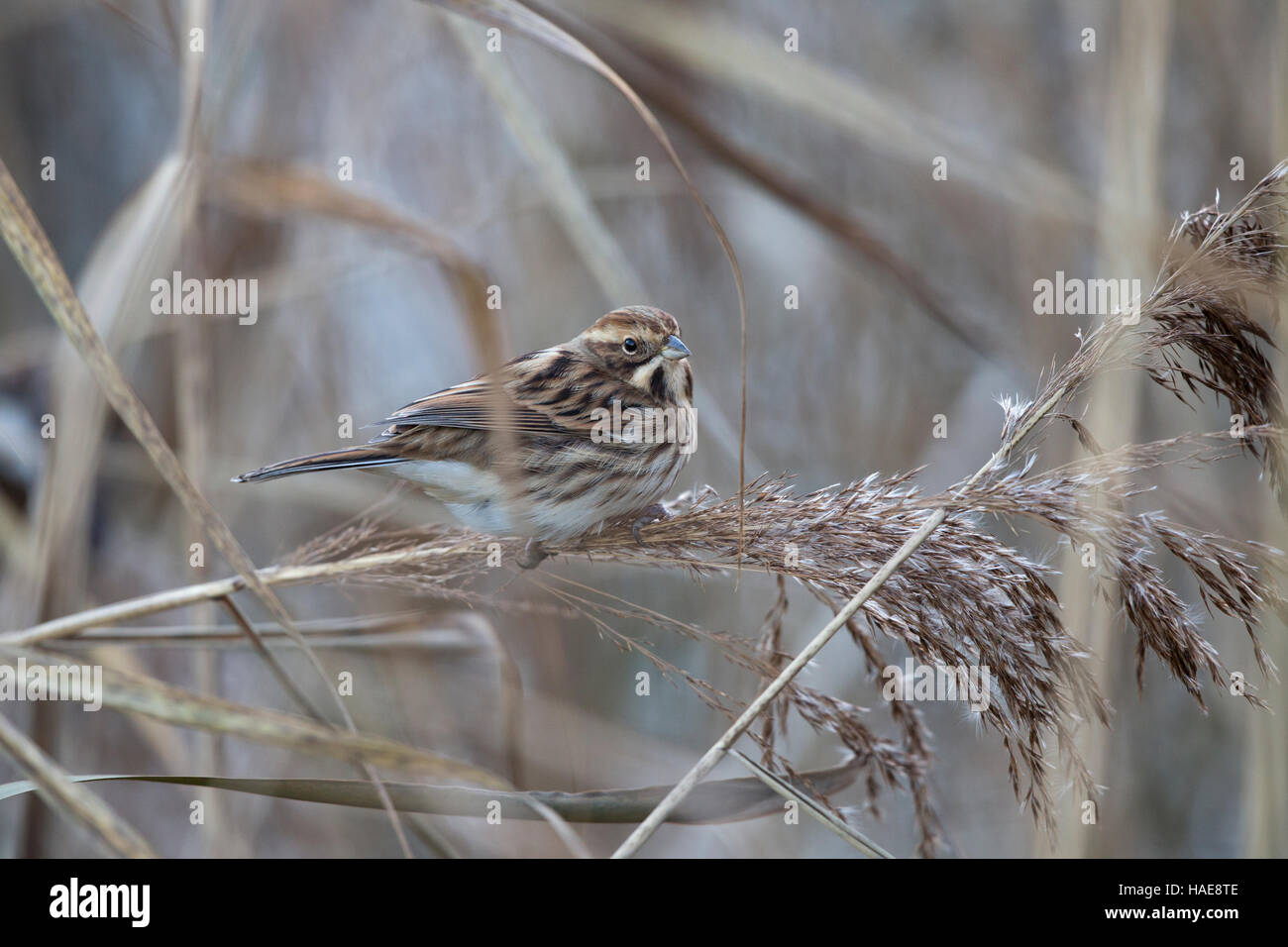 Reed Bunting, Emberiza schoeniclus, feeding in reed bed in winter ...