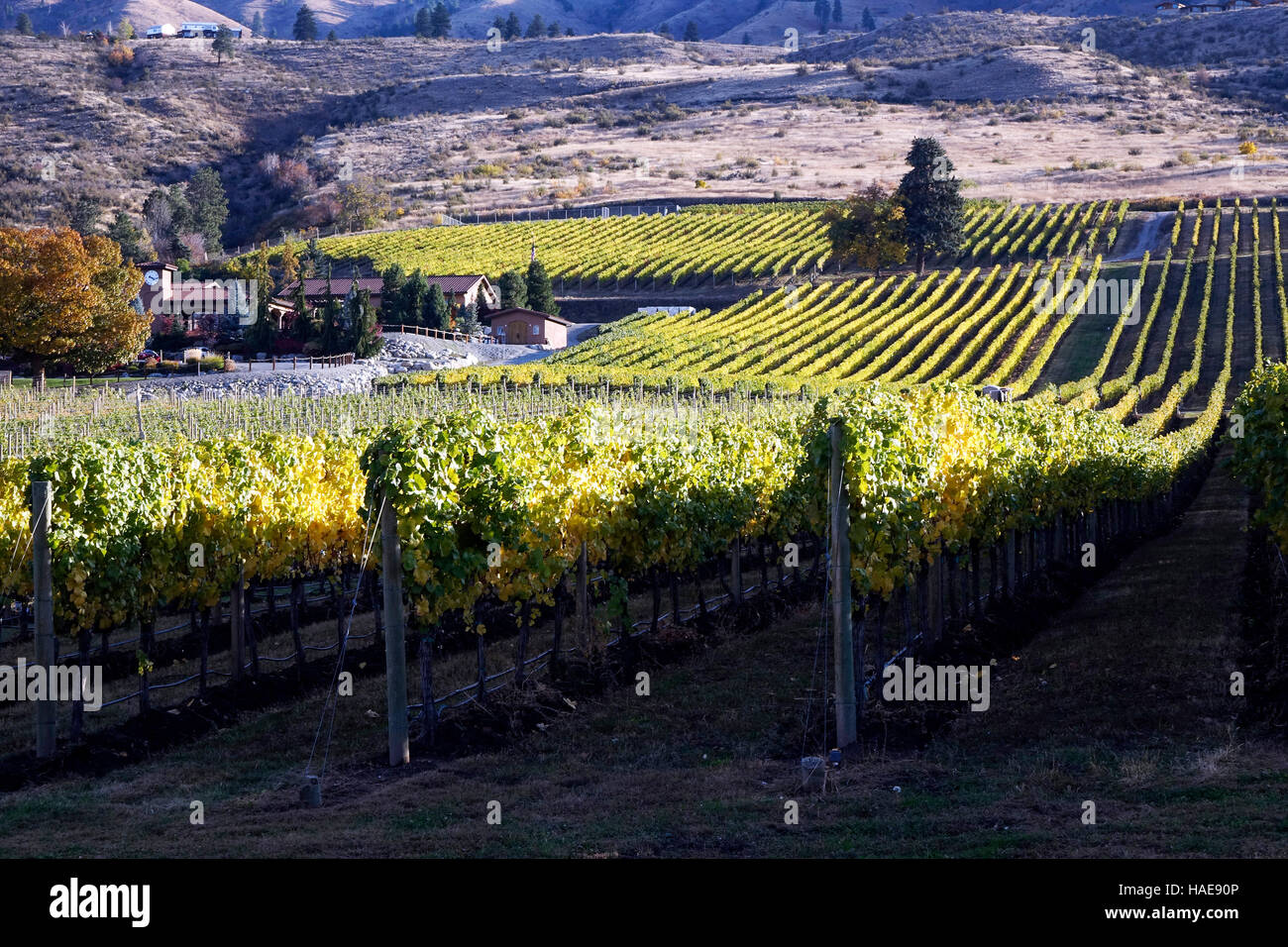 Tsillan Cellars in Lake Chelan Stock Photo - Alamy