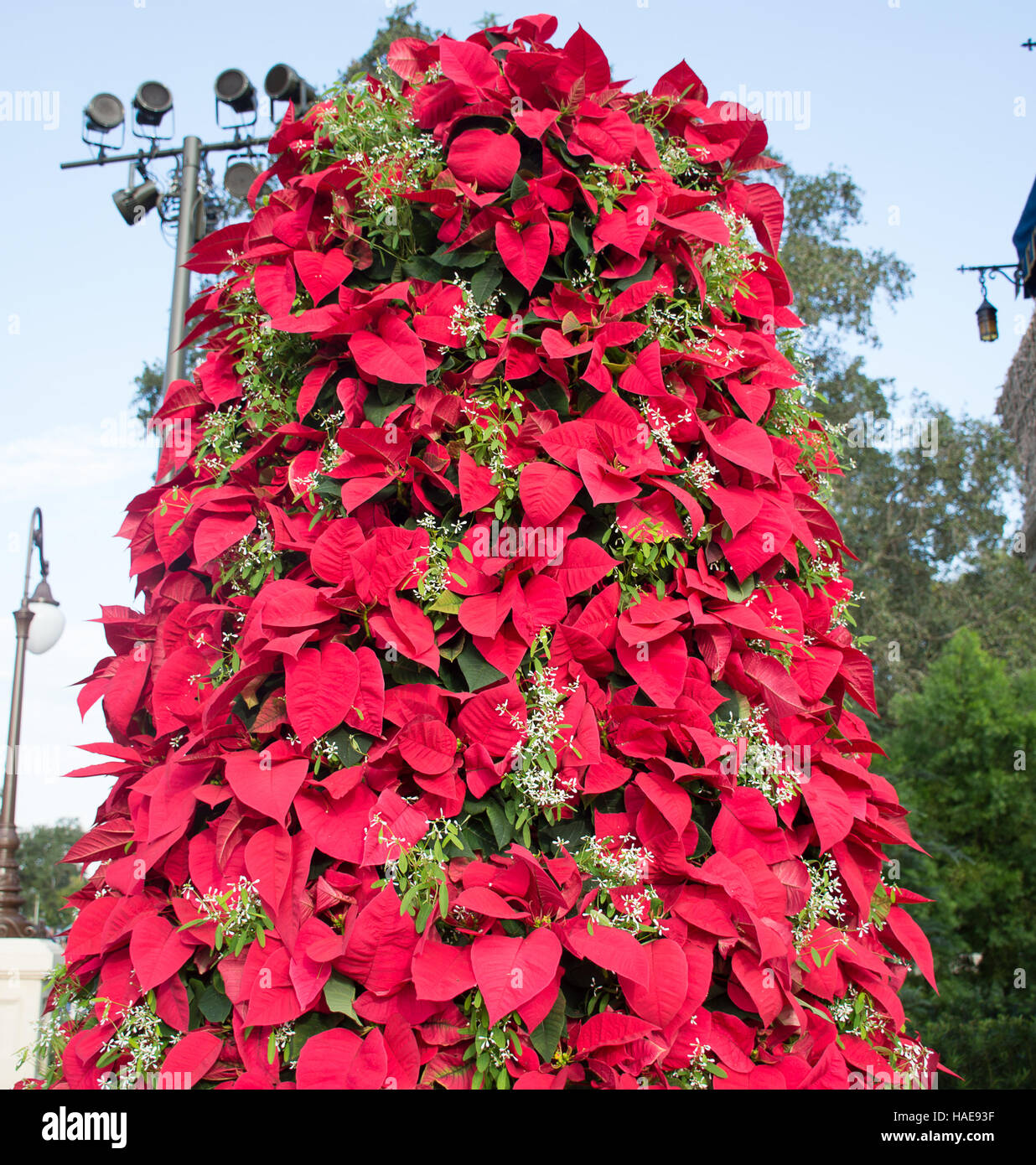 Poinsettia leaves hi-res stock photography and images - Alamy