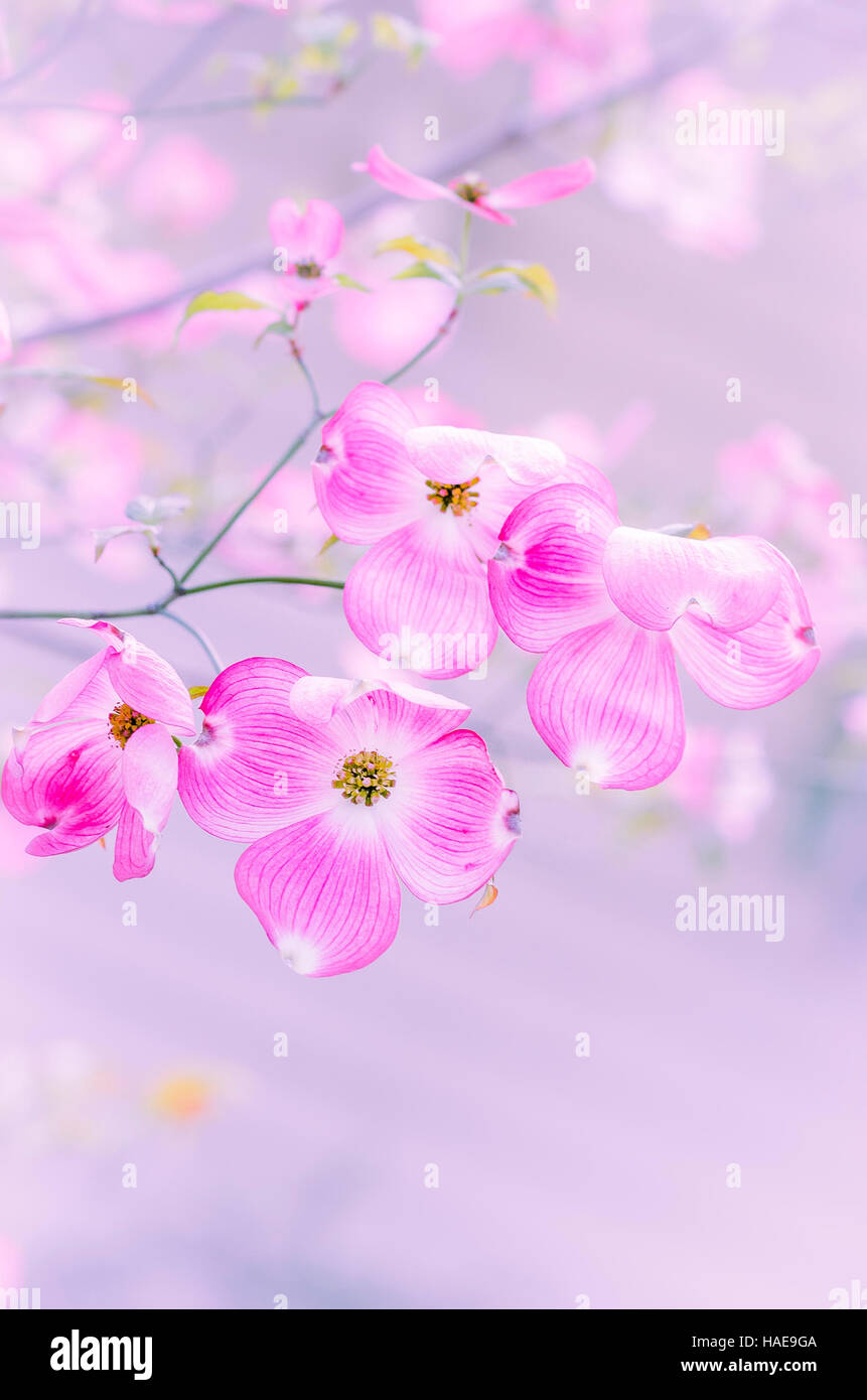 Dogwood tree hi-res stock photography and images - Alamy