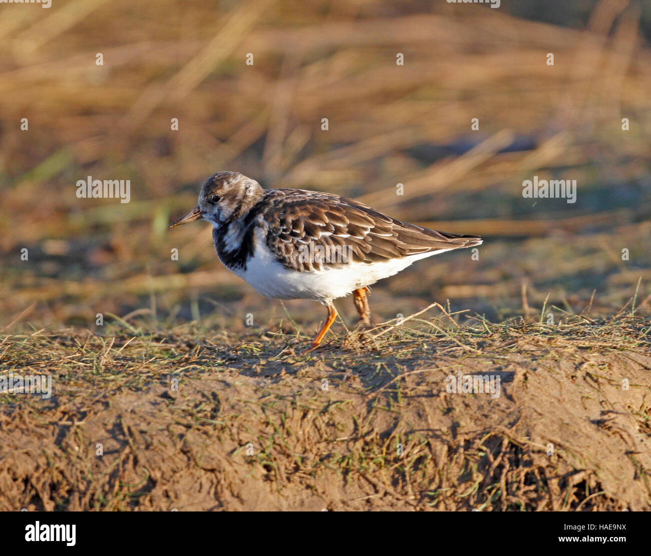 Turnstone (Arenaria interpres Stock Photo - Alamy