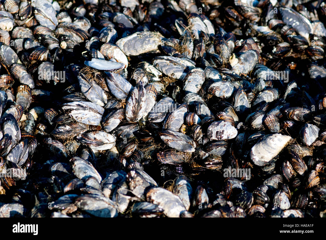 large grouping of mussels lying on beach Stock Photo - Alamy