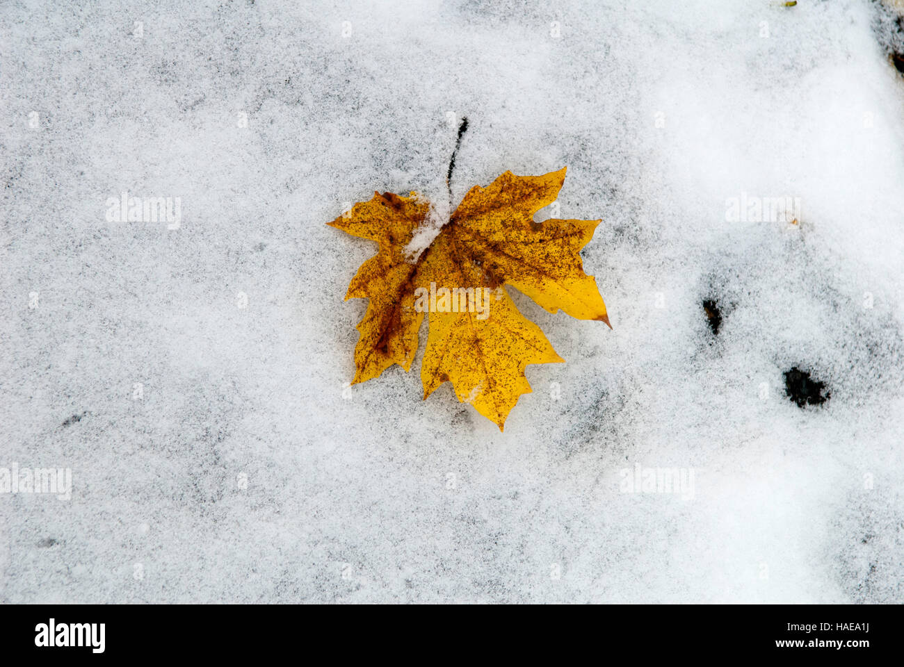 Fall in snow hi-res stock photography and images - Alamy