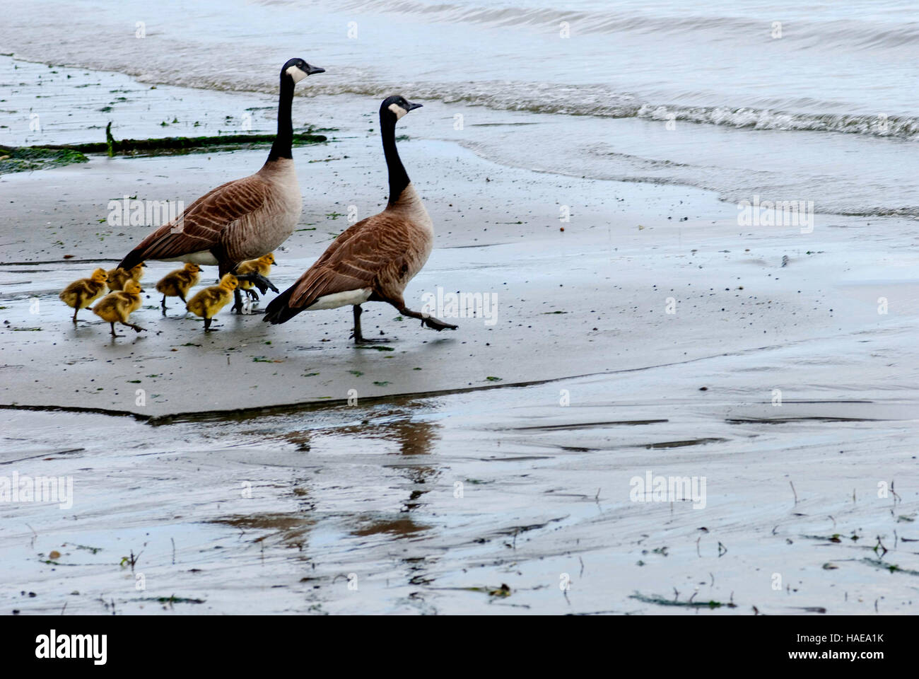 Canadian geese surrounded by young goslings on Puget Sound, Gig Harbor ...