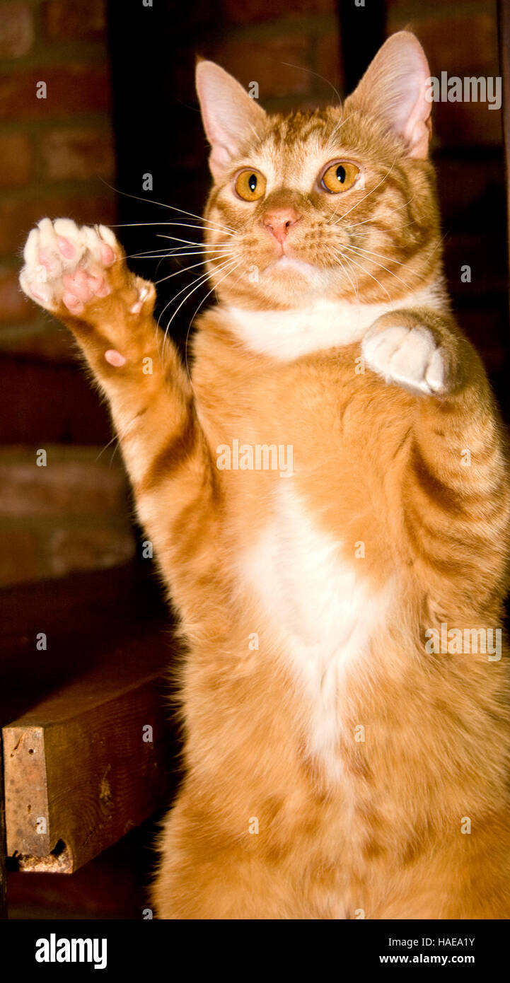 Cat standing on hind legs hi-res stock photography and images - Alamy