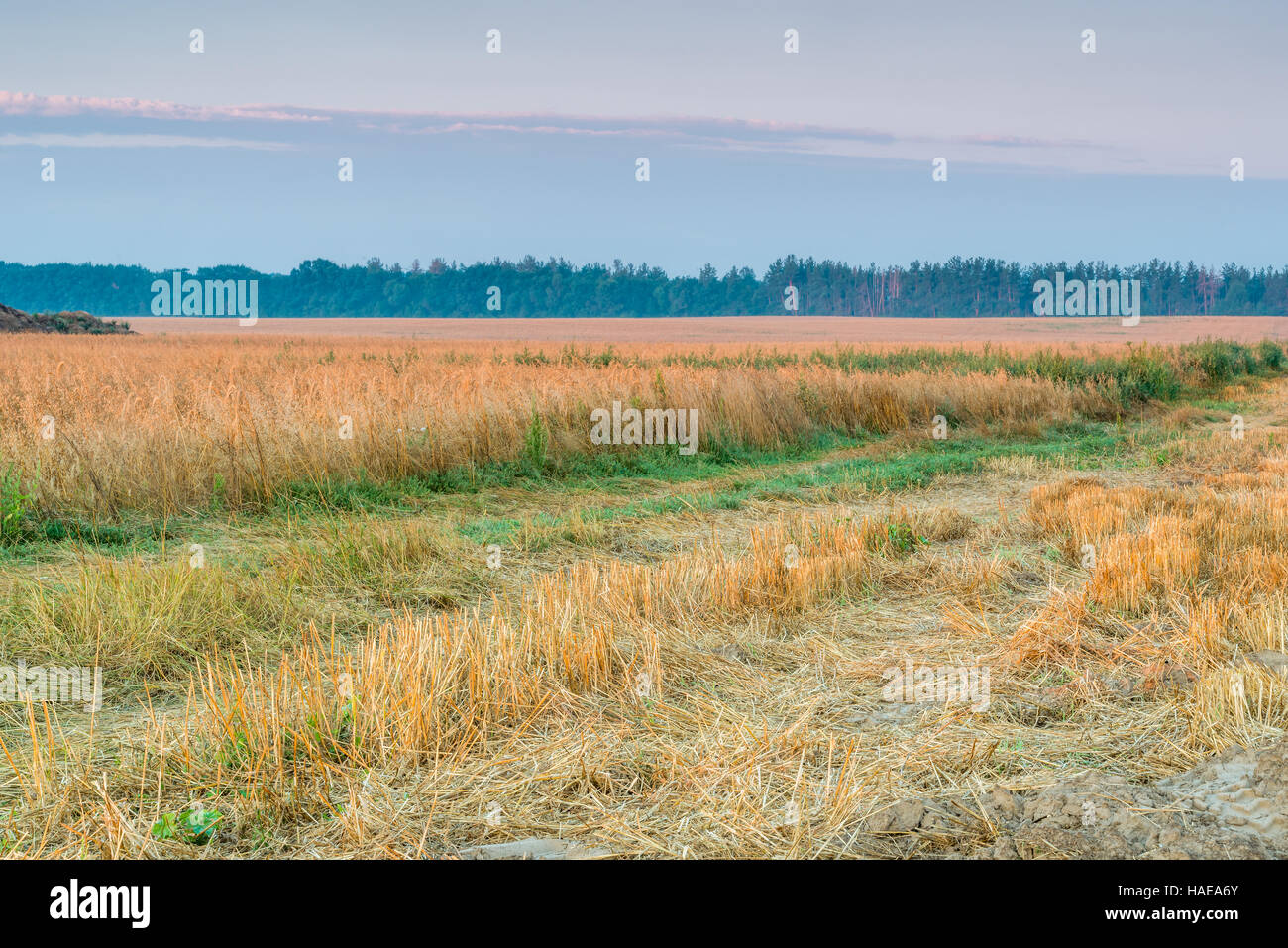 Oat field after the harvest at sunset Stock Photo - Alamy