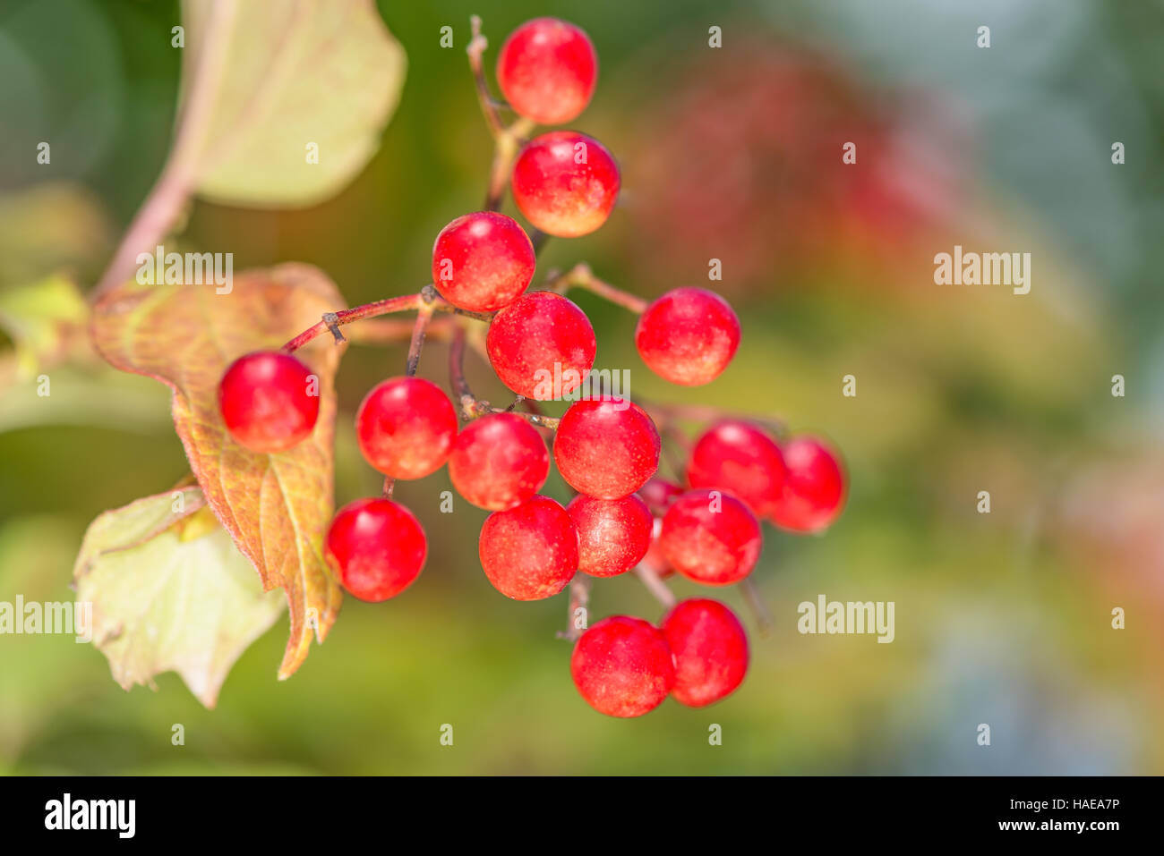 Fruits red viburnum Stock Photo - Alamy