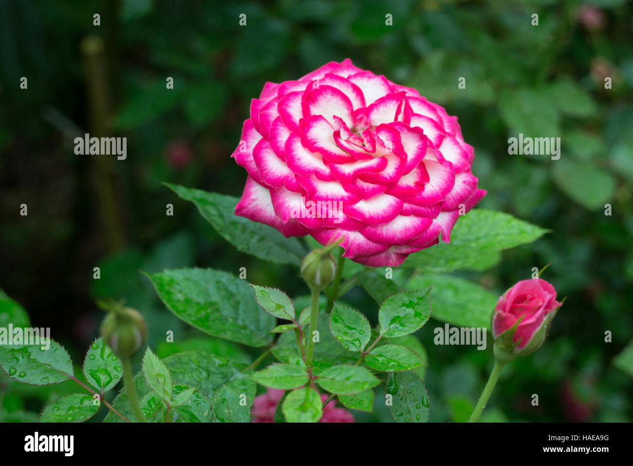 Pink roses bush in the garden, stock photo Stock Photo - Alamy