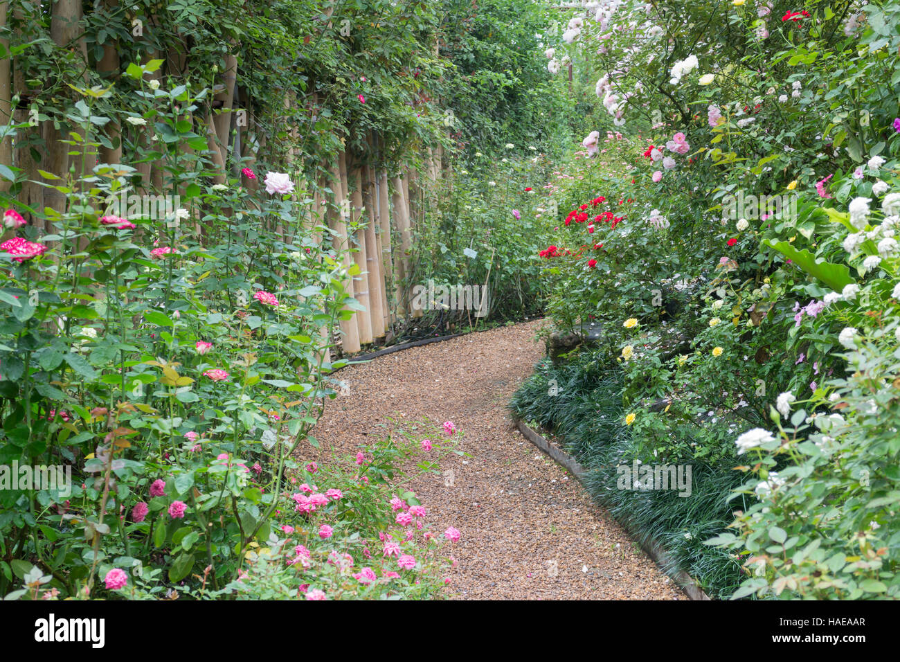 Walkway in botanic rose garden, stock photo Stock Photo - Alamy