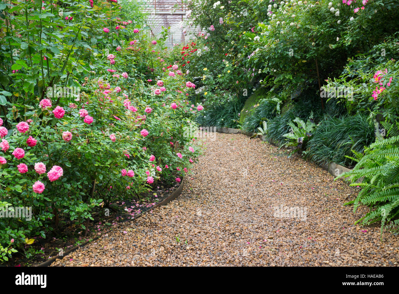 Rose petal walkway hi-res stock photography and images - Alamy