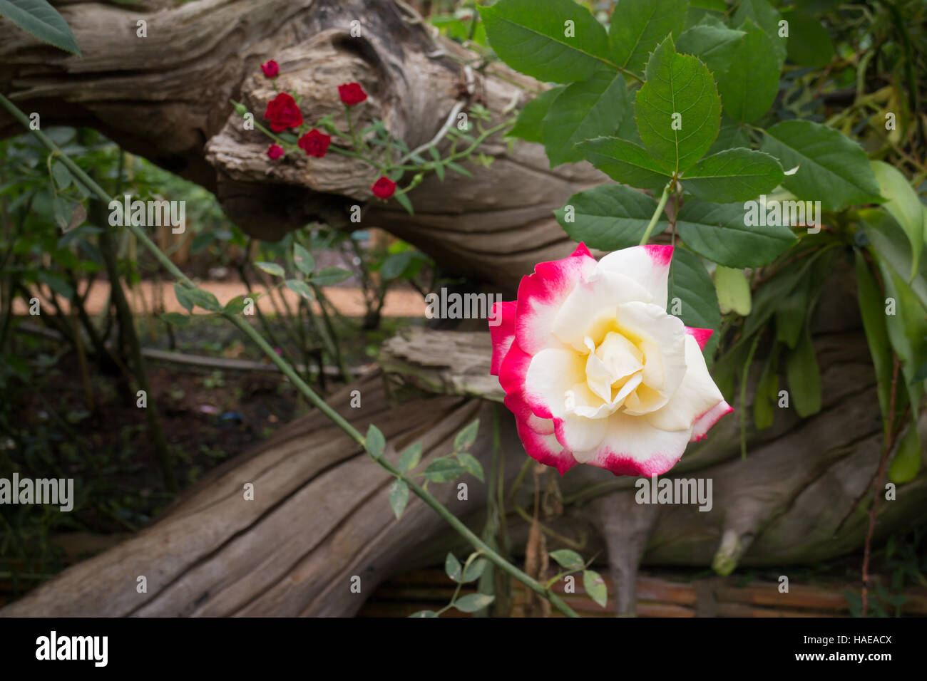 Yellow rose with red tips boldly in the garden, stock photo Stock Photo ...