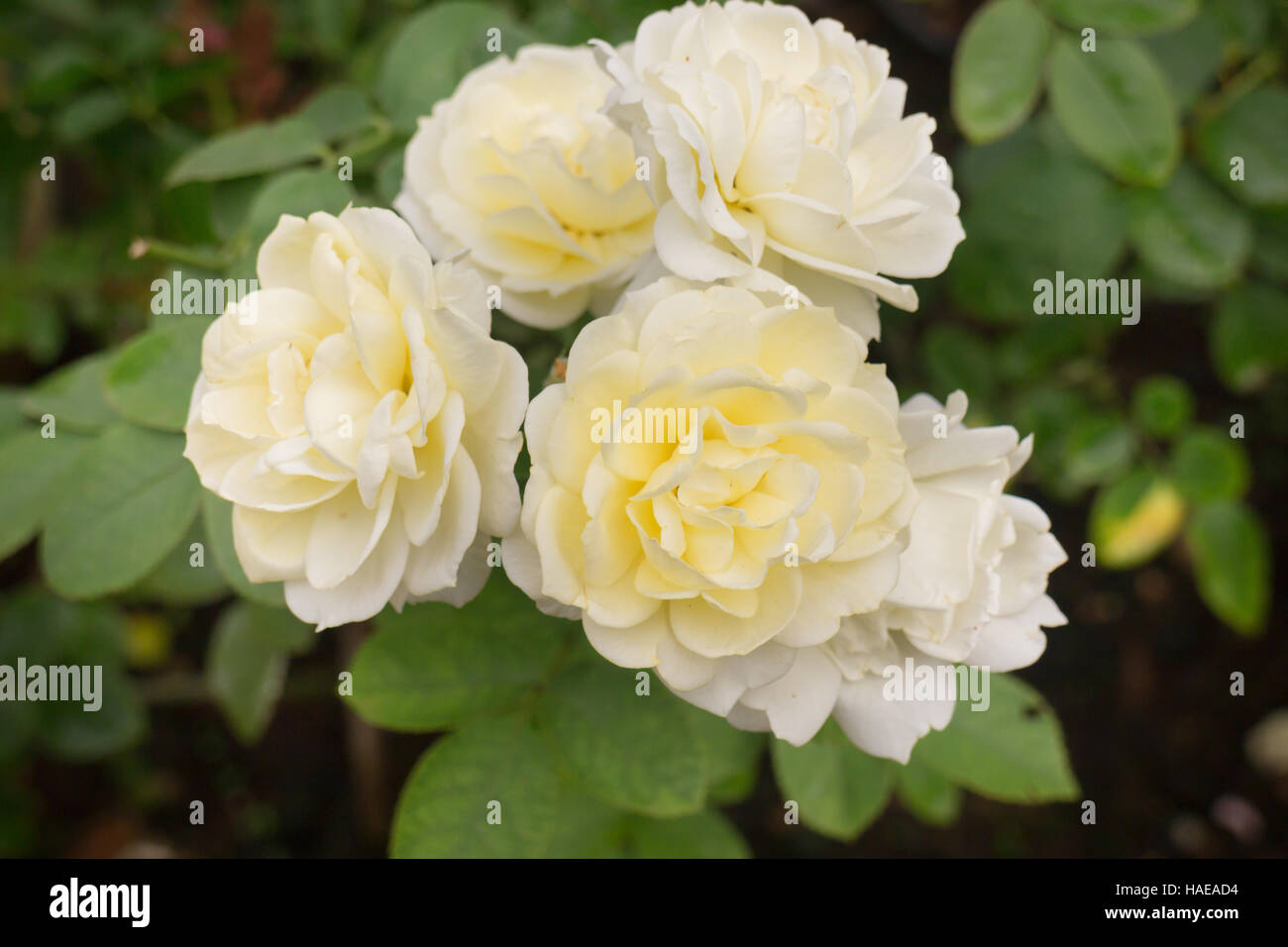 Stock roses bloom hi-res stock photography and images - Alamy