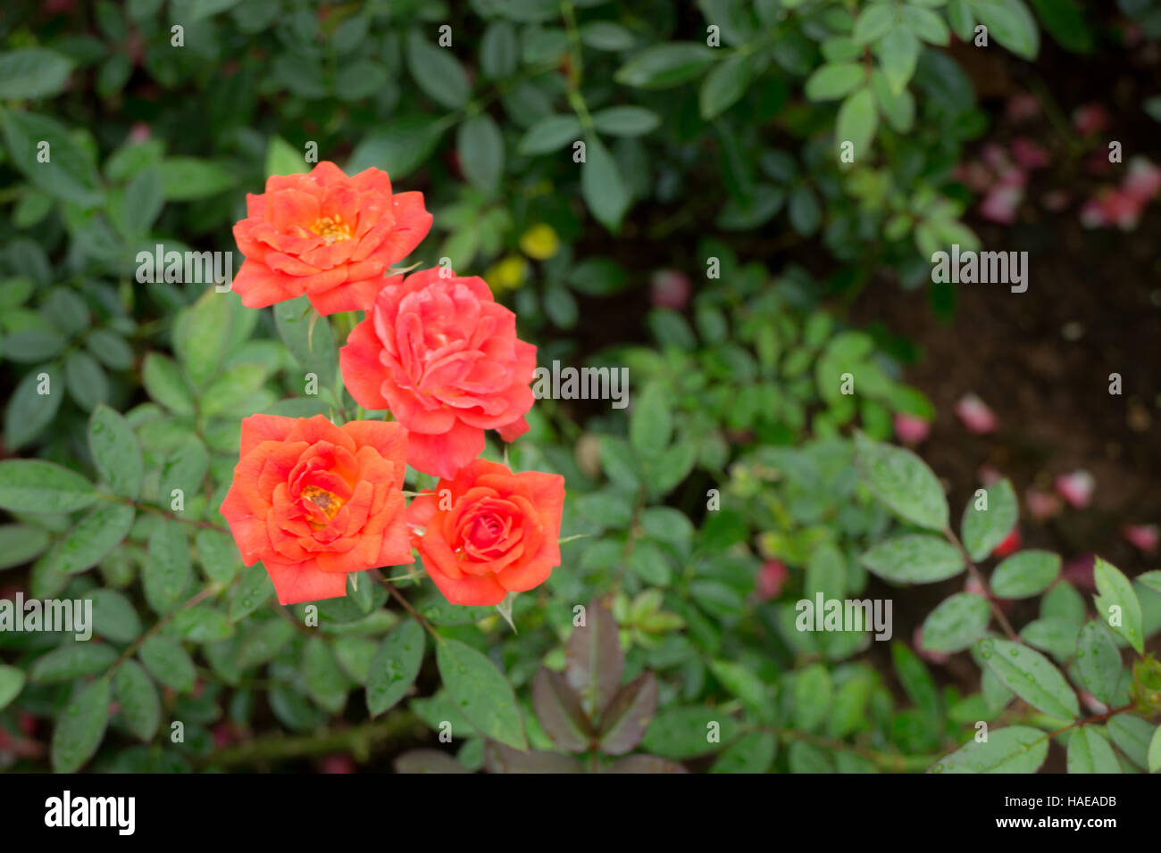 Orange rose bush in the garden, stock photo Stock Photo - Alamy