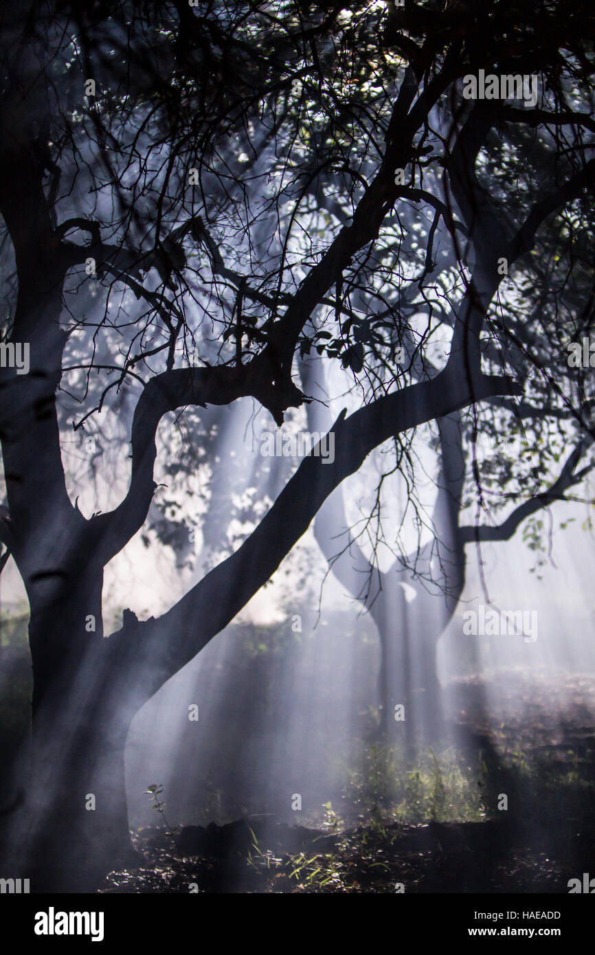 Trees at night backlit Stock Photo - Alamy