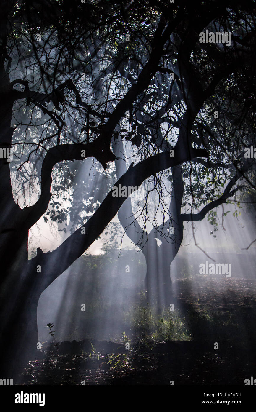 Trees at night backlit Stock Photo - Alamy