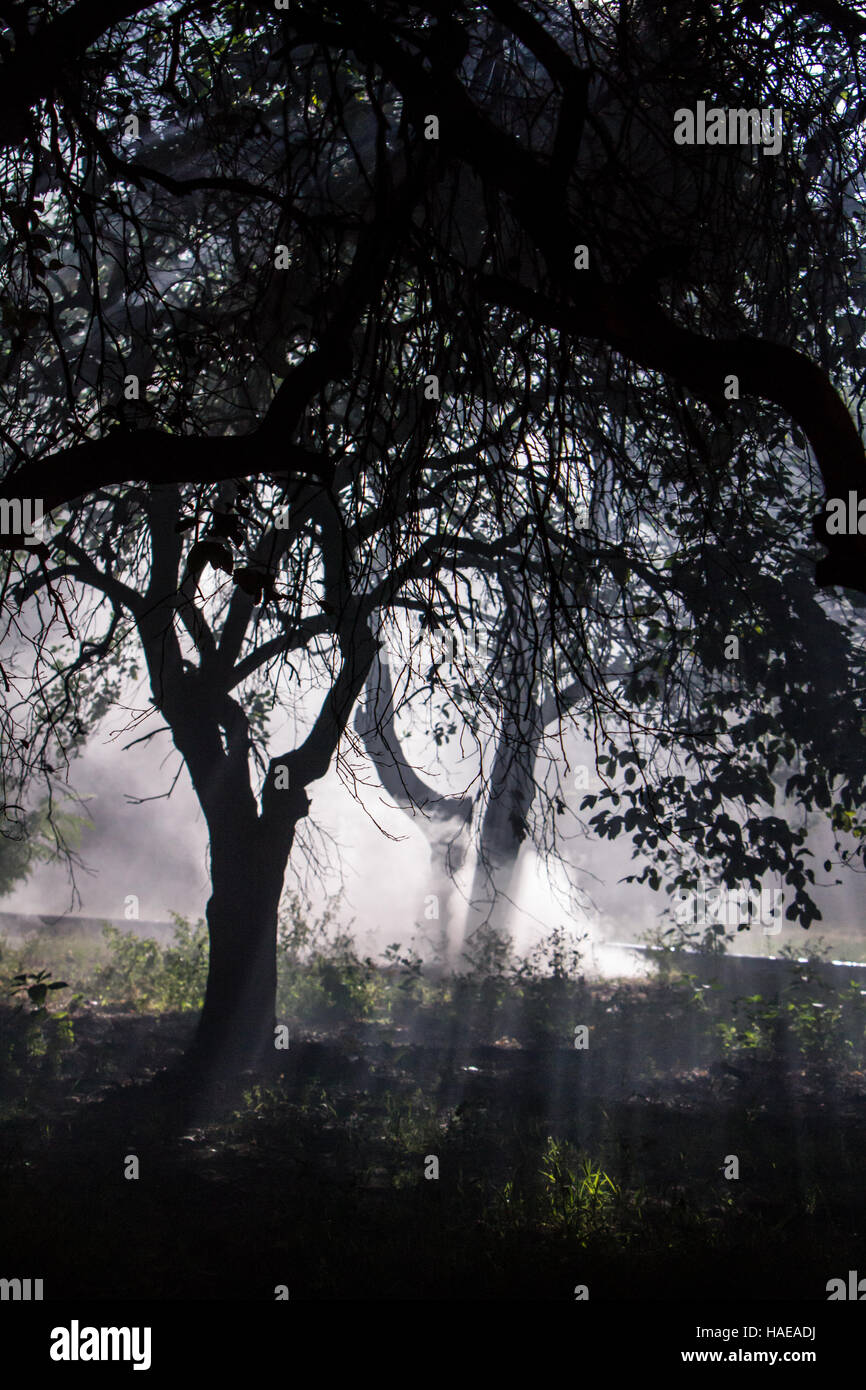 Trees at night backlit Stock Photo - Alamy