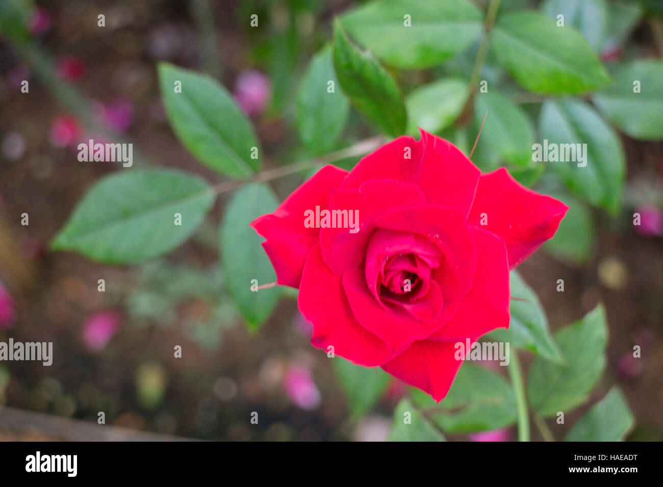 Red roses bush in the garden, stock photo Stock Photo - Alamy