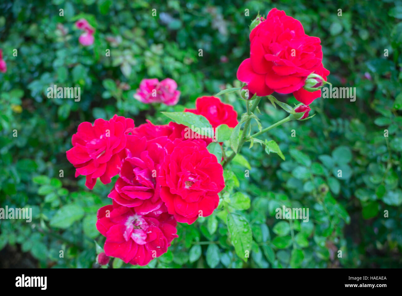 Red roses bush in the garden, stock photo Stock Photo - Alamy