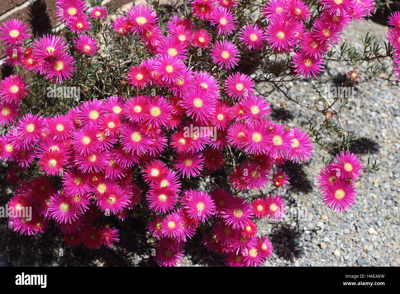 Pink Pig face flowers or Mesembryanthemum , ice plant flowers ...