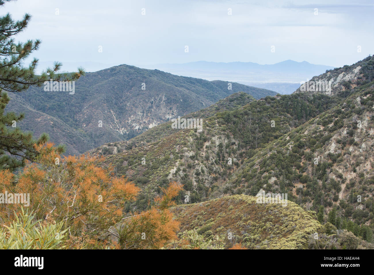 an overgrown path on a mountain Stock Photo - Alamy