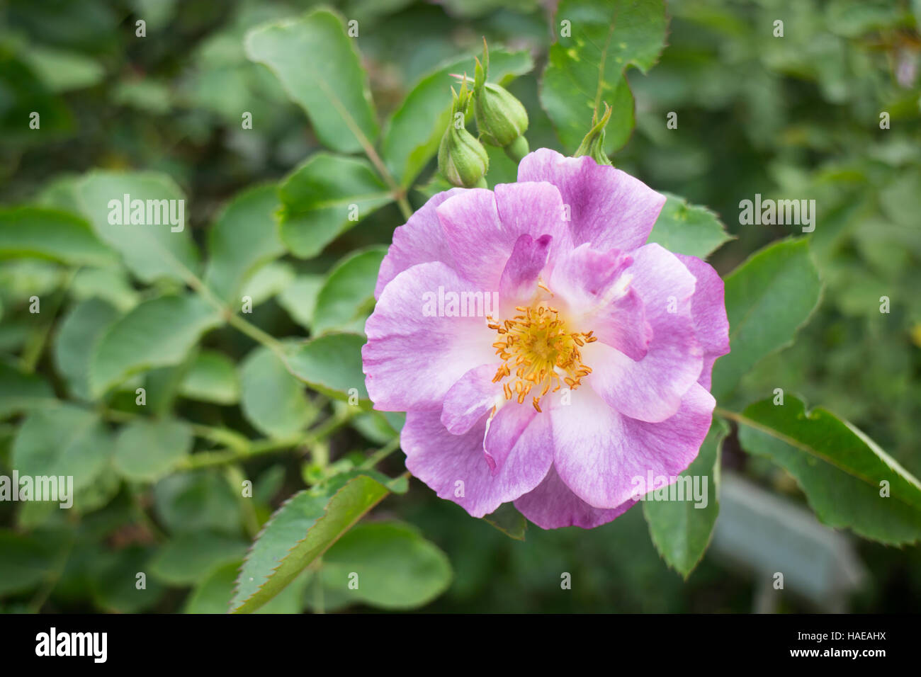 Violet rose hi-res stock photography and images - Alamy